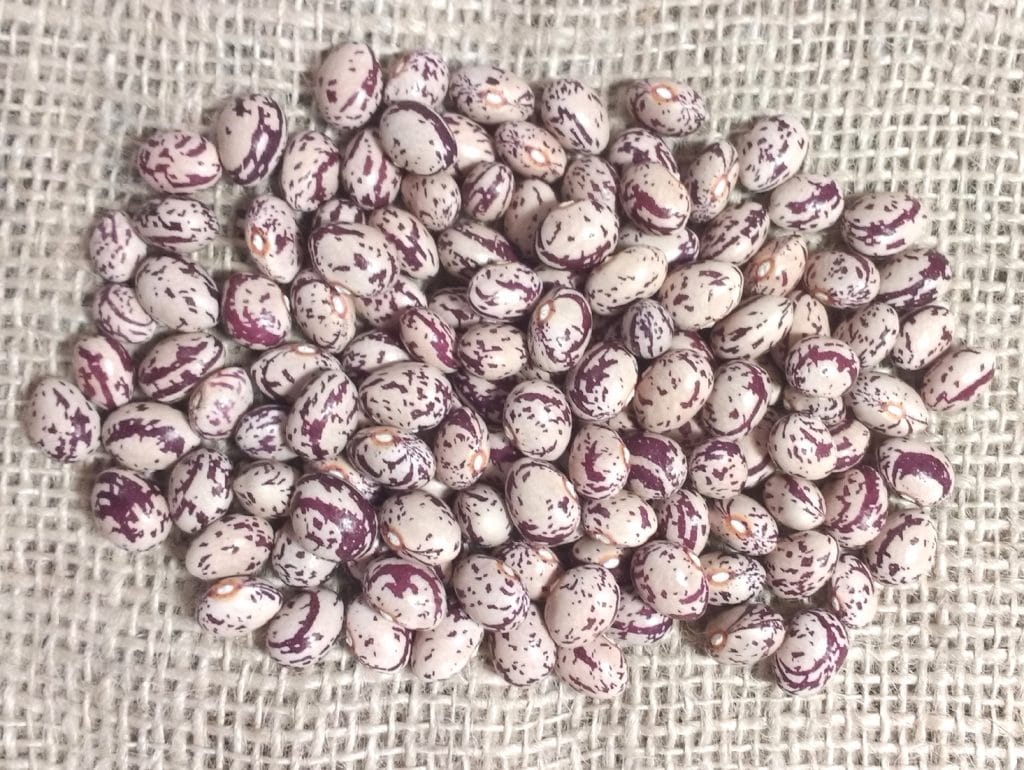 PEA BEAN Inca – Beans and Herbs