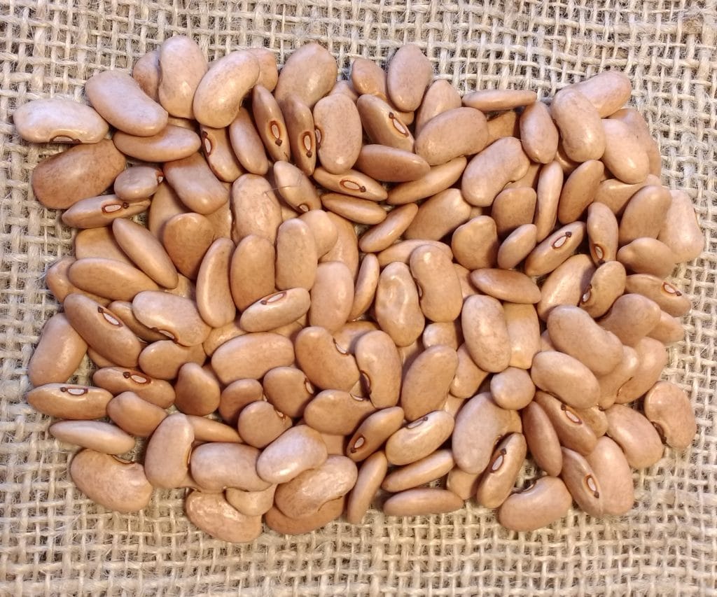 PEA BEAN Inca – Beans and Herbs