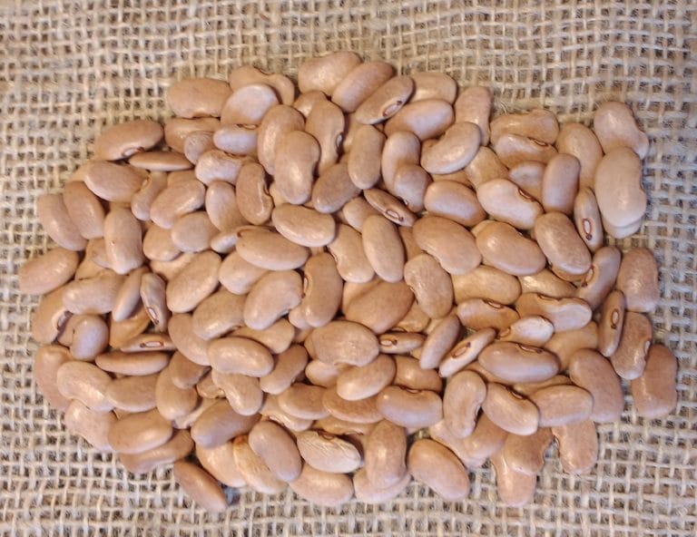 PEA BEAN – Beans and Herbs