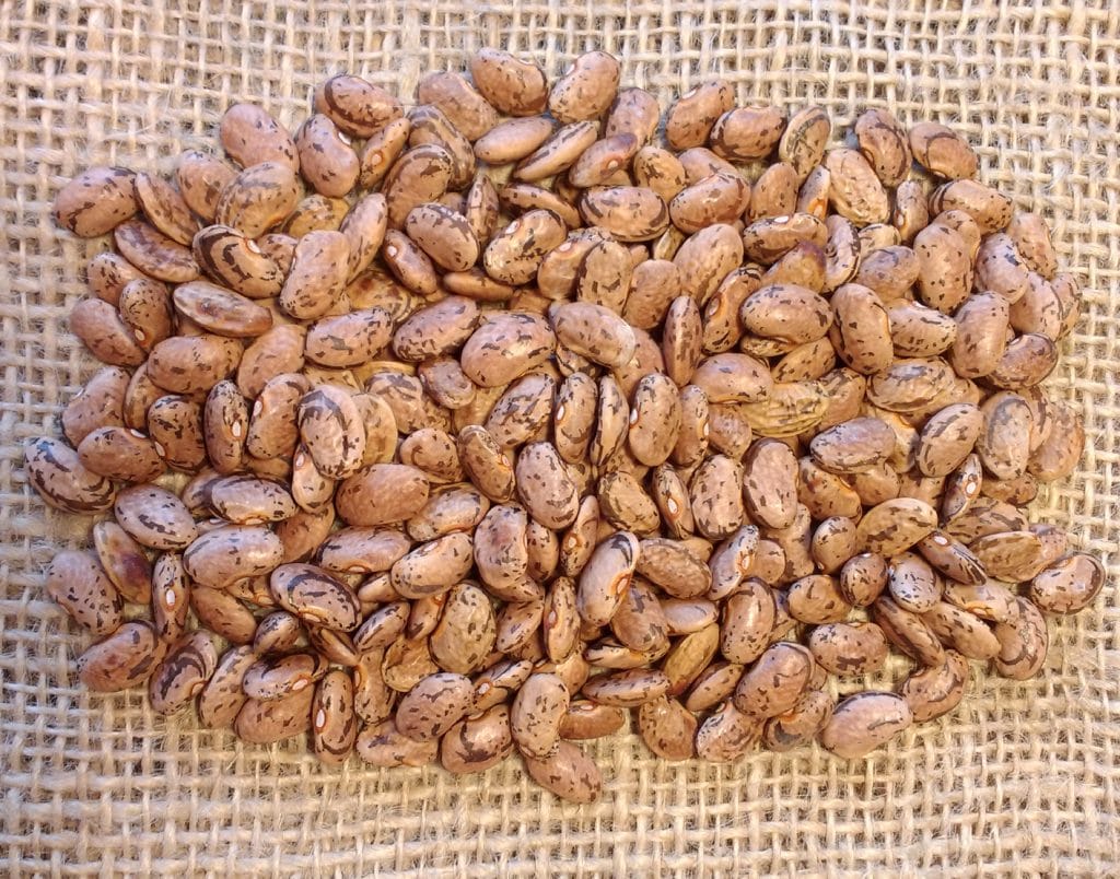 PEA BEAN Inca – Beans and Herbs