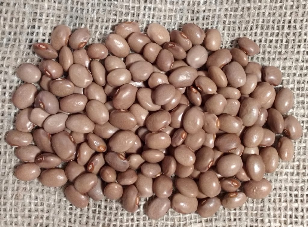 PEA BEAN Inca – Beans and Herbs