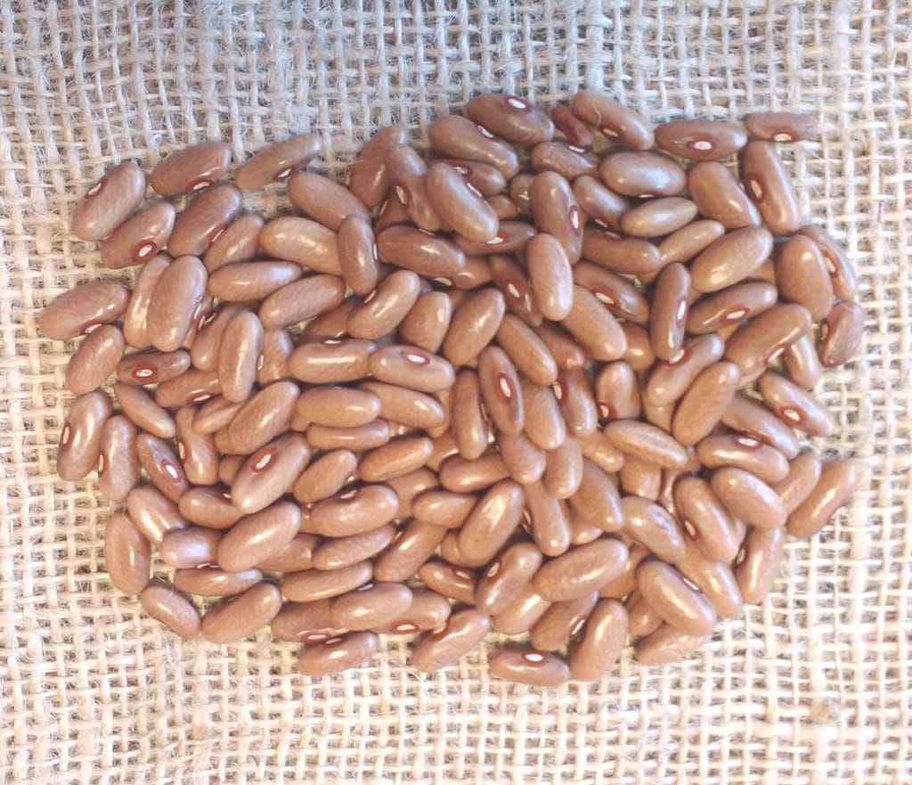 TIGER BEAN – Beans and Herbs