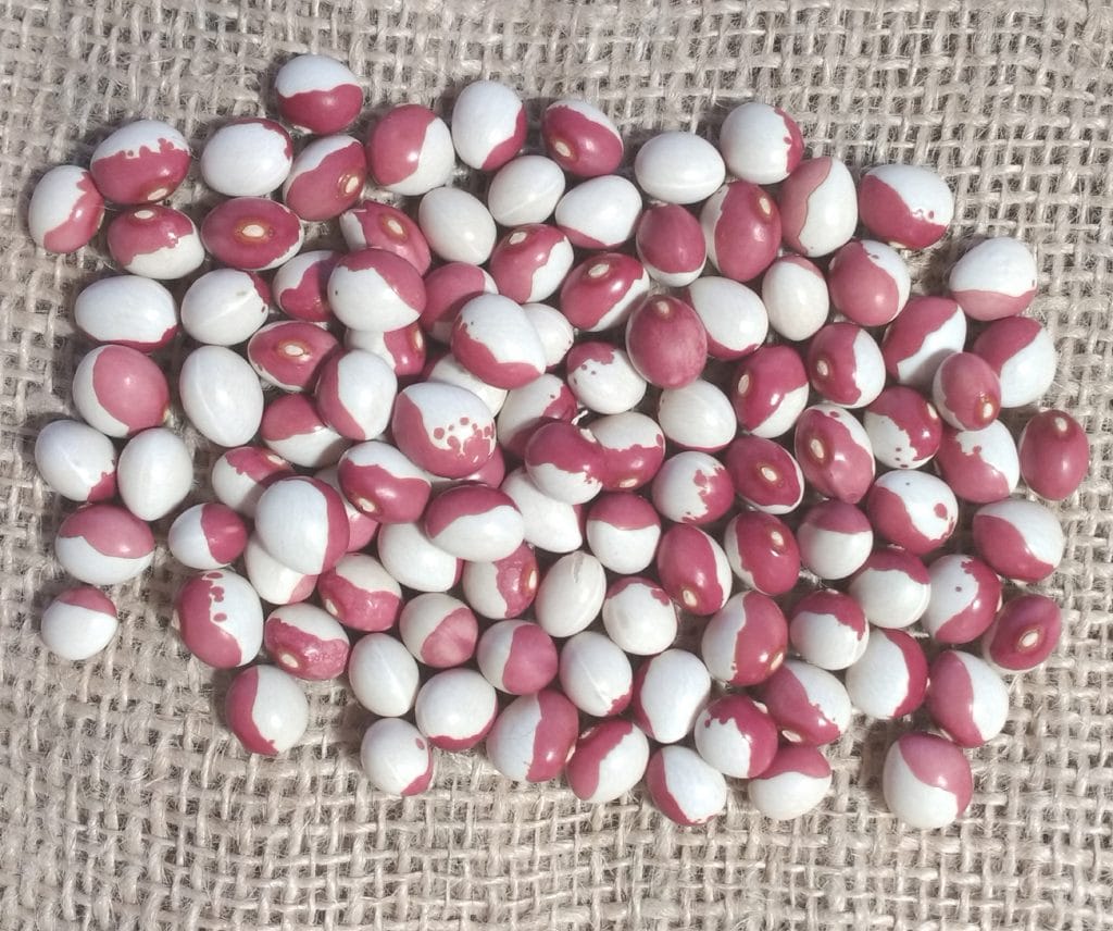 TUNNY BEAN – Beans and Herbs