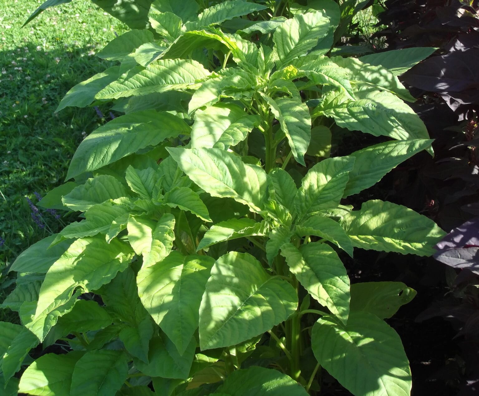 CALALOO – Beans and Herbs