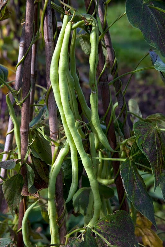 French Bean Climbing PYTHON – Beans and Herbs
