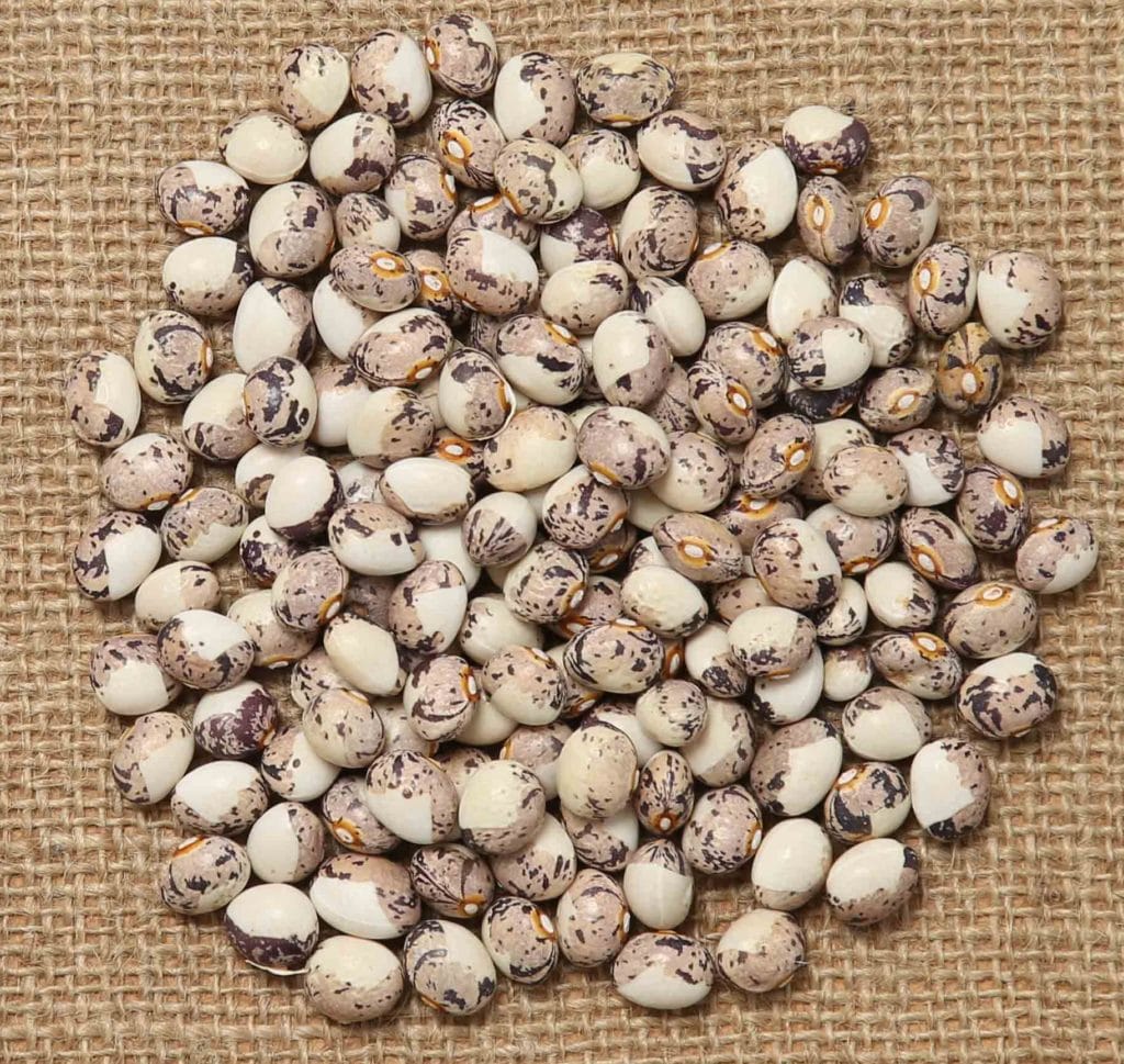 COCO BICOLOUR – Beans and Herbs