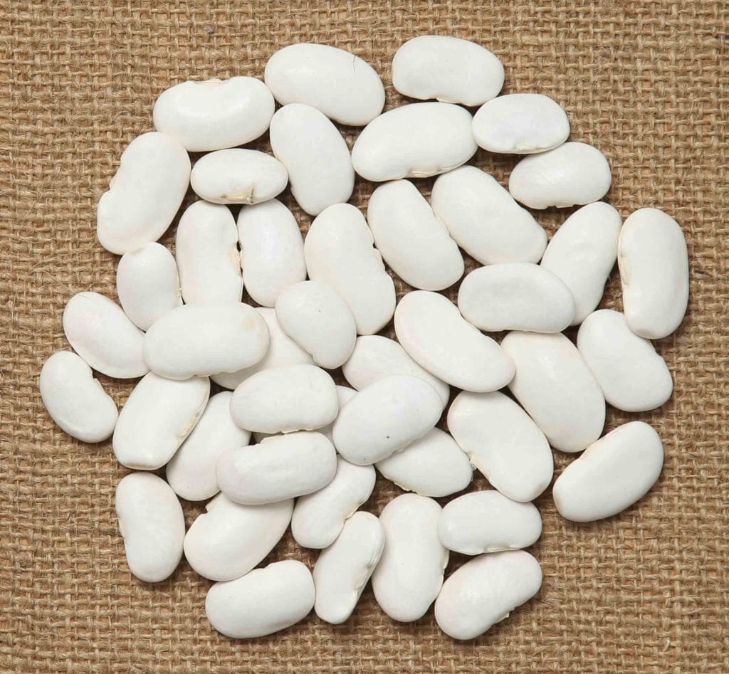 RUNNER BEAN Handsome Johnny – Beans and Herbs