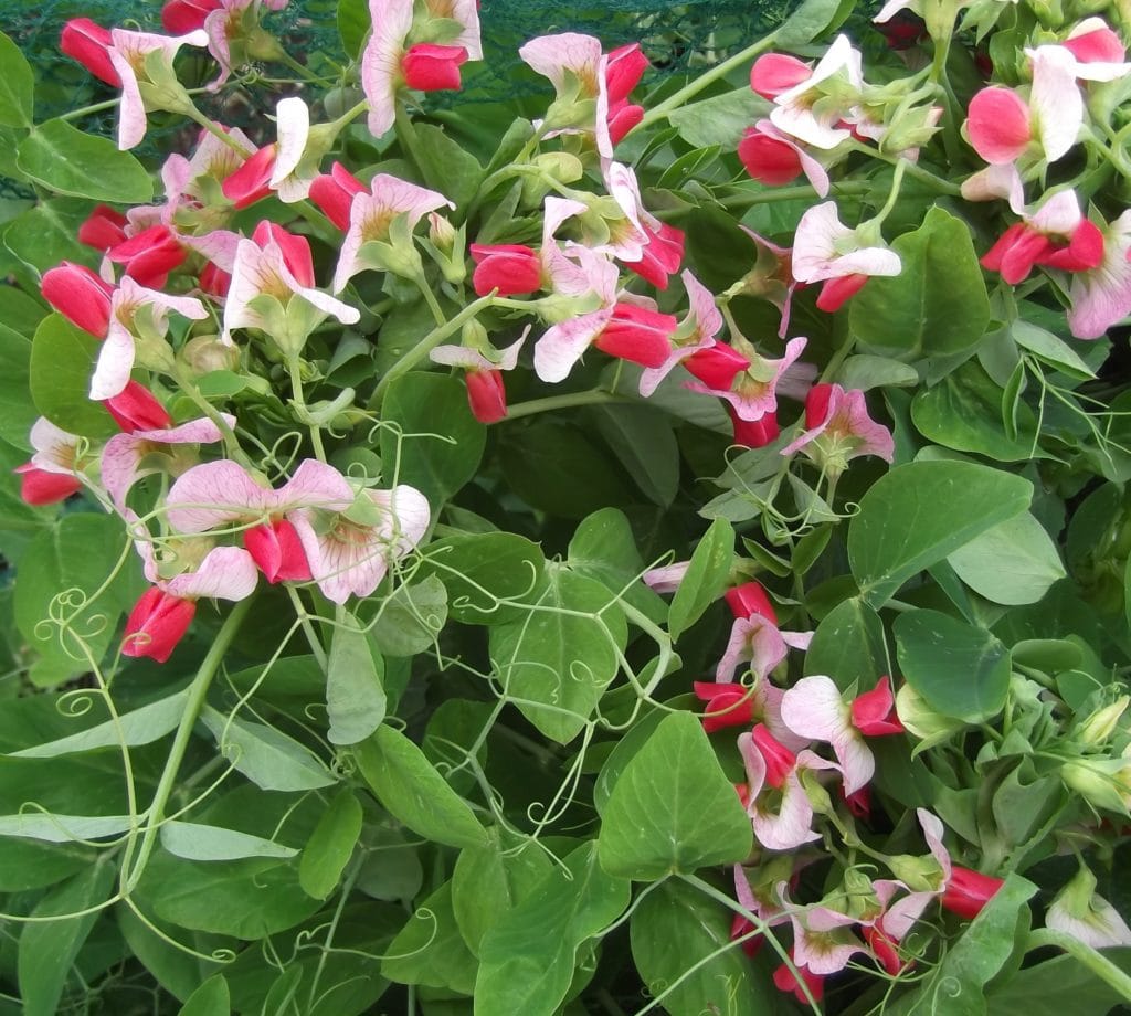 PEA Crown Pea – Beans and Herbs