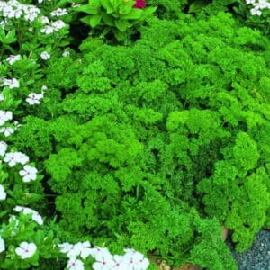 YOUR HERB GARDEN – Beans and Herbs