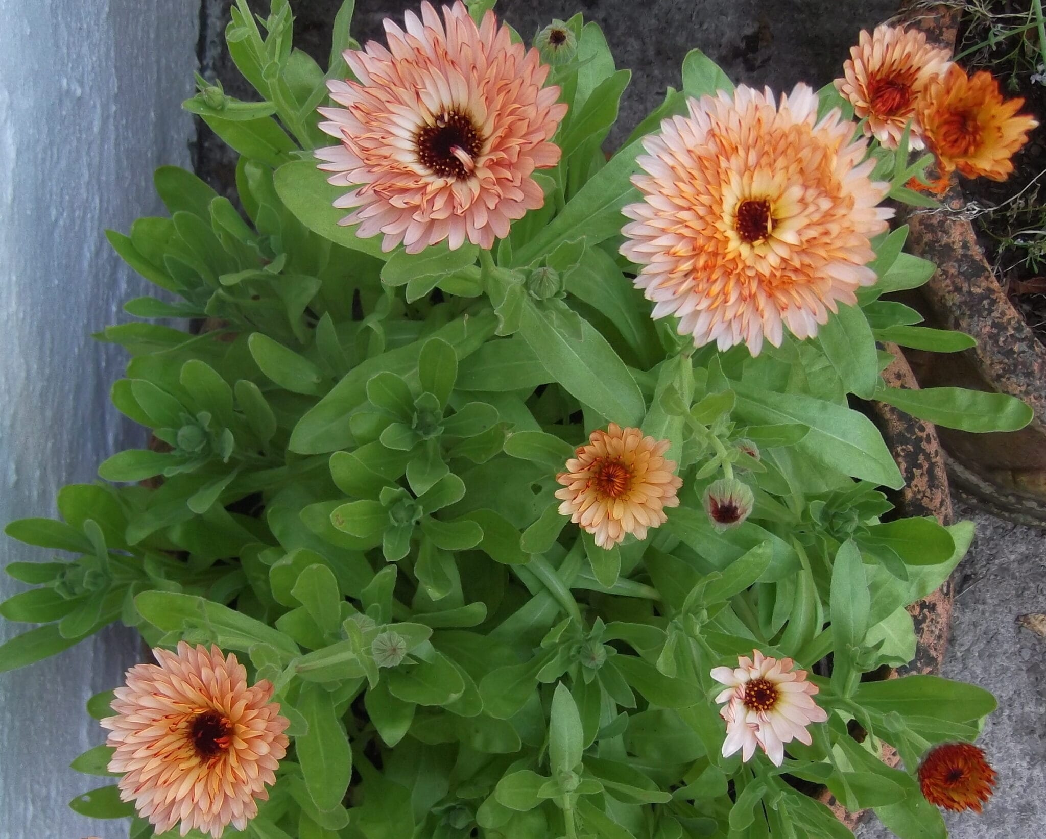 CALENDULA Triangle Flashback – Beans and Herbs
